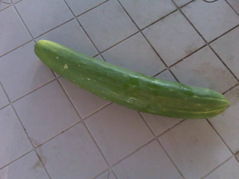 Българинът в златната среда по размер на “краставицата” (КАРТА) - Brato.bg